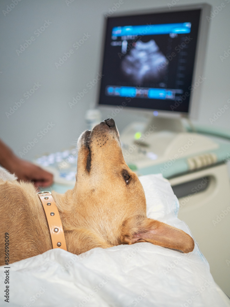 Dog having an abdominal ultrasound in veterinary Stock Photo | Adobe Stock
