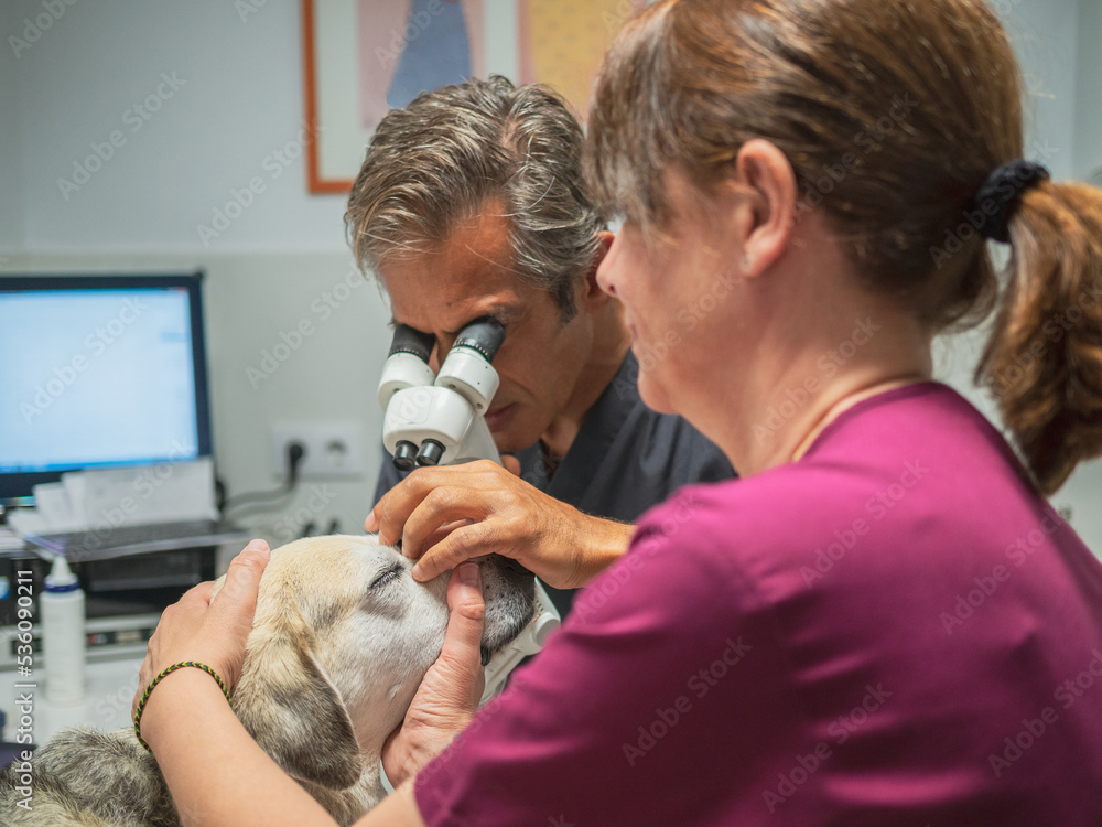 Vet nurse holding dog during eye examination Stock Photo | Adobe Stock
