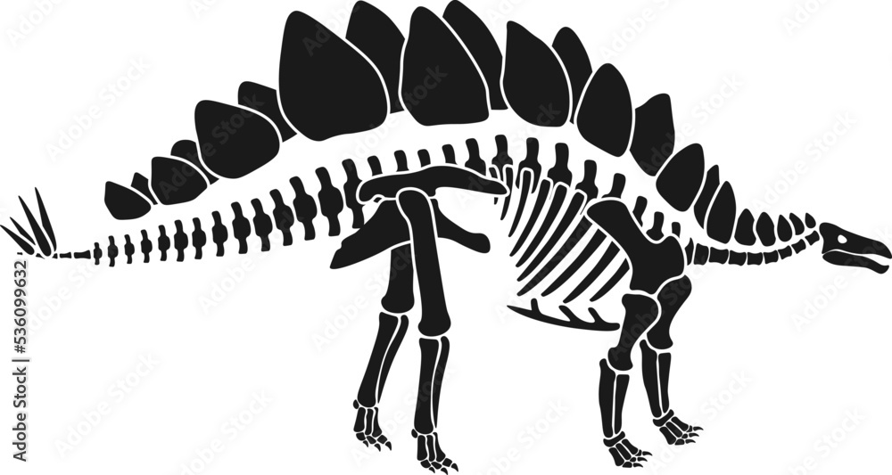 Stegosaurus skeleton Prehistoric Animal. Vector illustration Stock ...