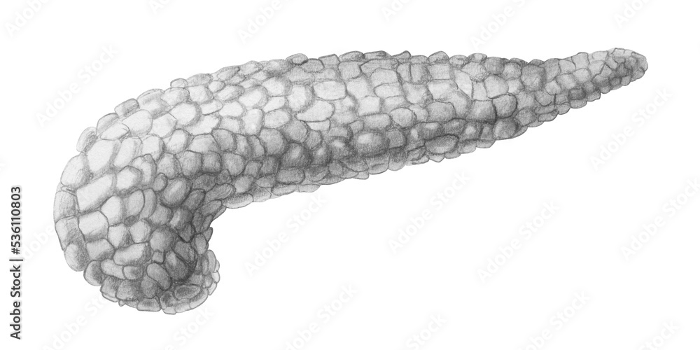 Human Pancreas Gland Hand-drawn Medical Illustration Isolated on White ...
