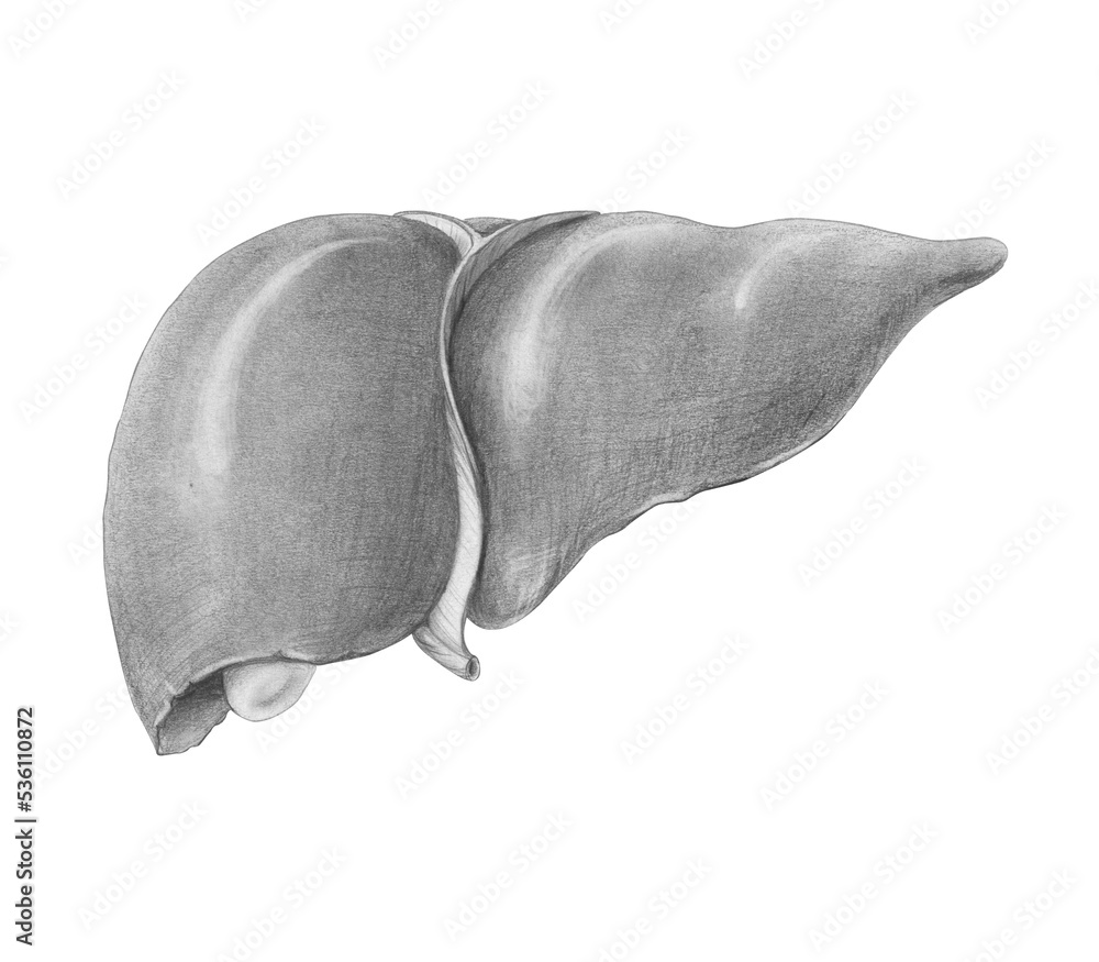 Human Liver Hand-drawn Medical Illustration Isolated on White with ...