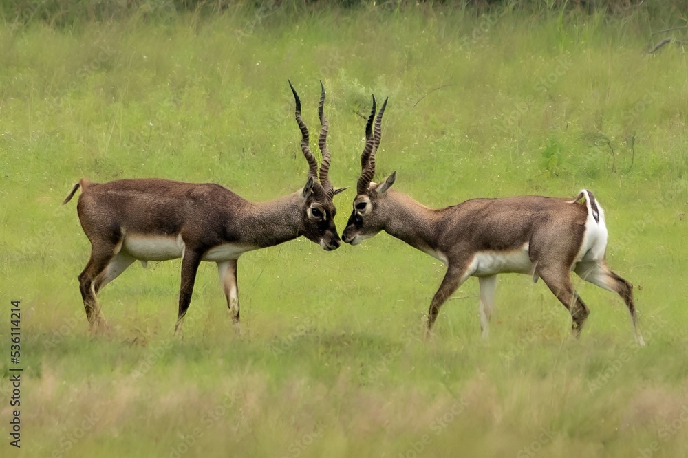 blackbuck (Antilope cervicapra), also known as the Indian antelope from ...