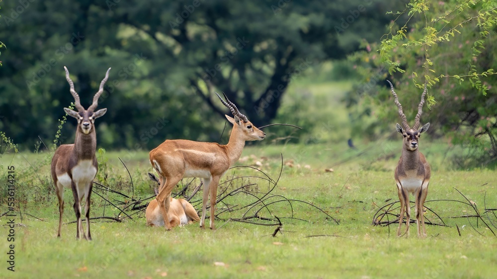 blackbuck (Antilope cervicapra), also known as the Indian antelope from ...