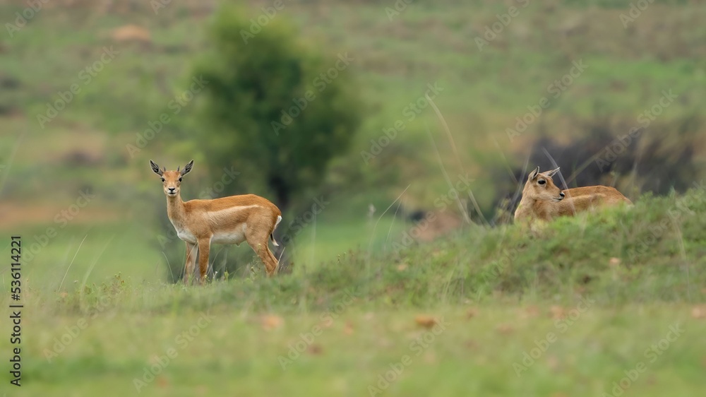 Foto de blackbuck (Antilope cervicapra), also known as the Indian ...