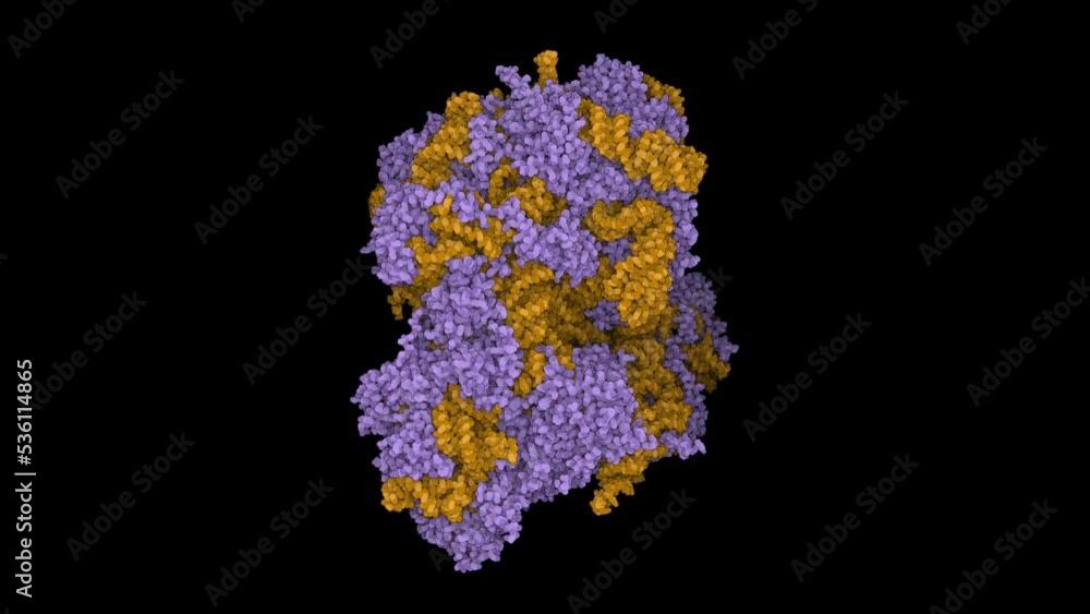 The structure of the eukaryotic ribosome. Ribosomes translate genetic ...
