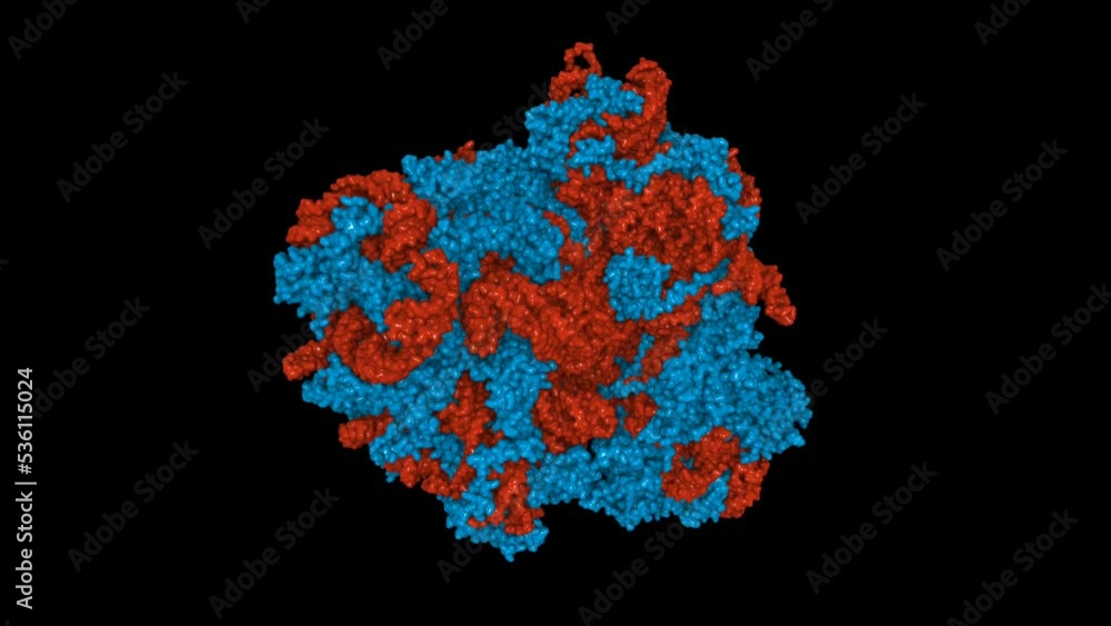 The structure of the eukaryotic ribosome. Ribosomes translate genetic ...