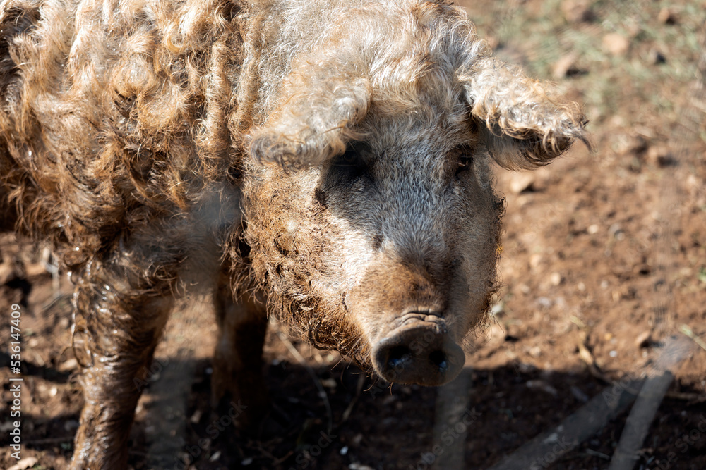 The Mangalica or Mangulica Pig. This Hungarian Breed of Domestic Pig is ...