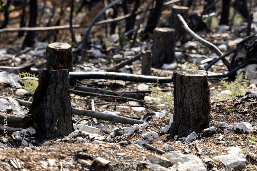 Stumps of Cut Down Trees by Fireman Forces to Stop Advancing Fire Close ...