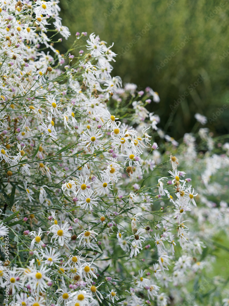 White Boltonia