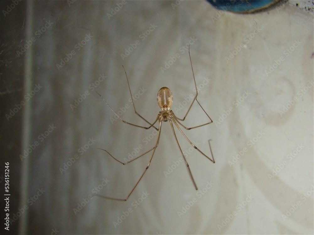 Cellar spider in the laundry room. Spider has built its nest behind the ...