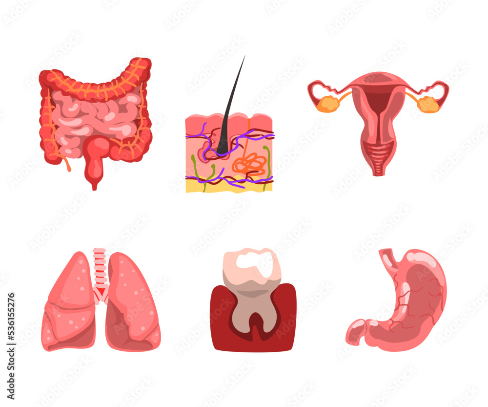 Human Internal Organs with Lungs, Skin Epidermis, Female Reproductive ...