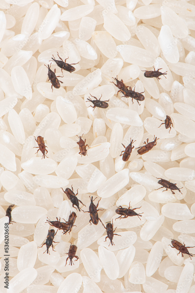 rice weevil insect damaged rice grain. Stock Photo | Adobe Stock