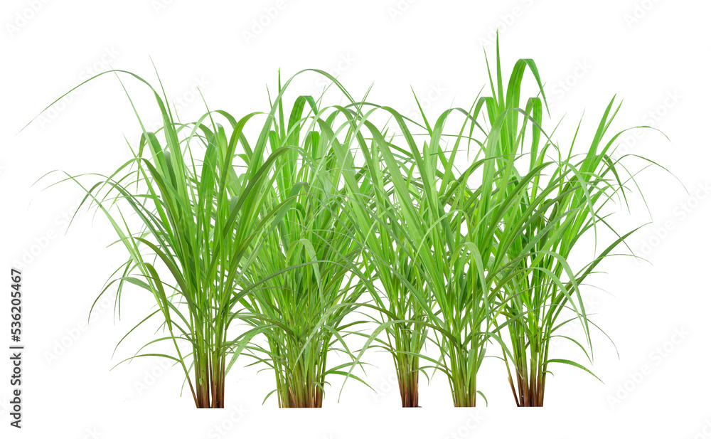 Green Grass Border isolated on white background. ( Paragrass ...