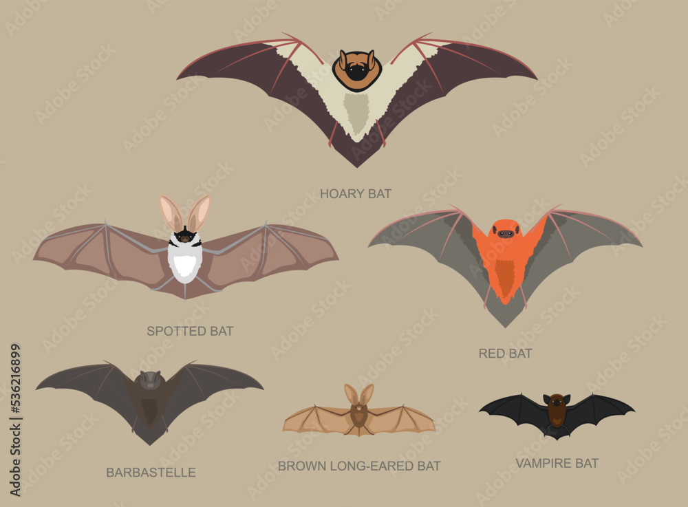 Bat Species Sizes Comparison Cartoon Vector Illustration Stock Vector ...