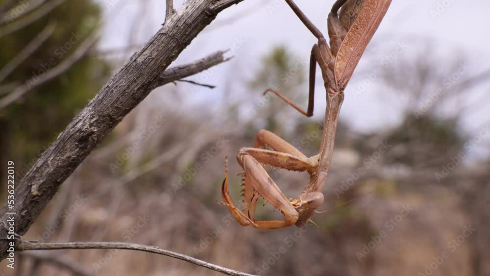 Video Stock Mantises are large predatory insects. The victim is grabbed ...