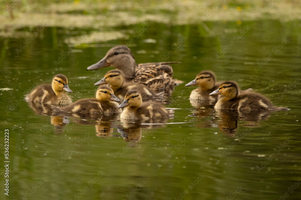 Female green-winged teal and her ducklings are swimming in the lake. Stock Photo | Adobe Stock