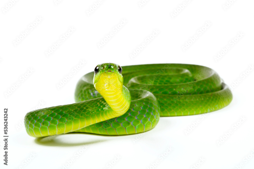 Chinese Green Snake, Greater green snake // Chinesische Grasnatter ...