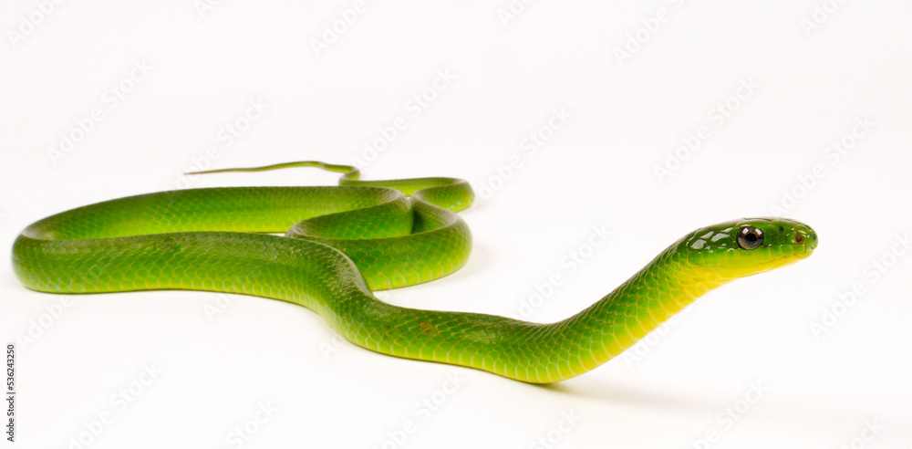 Chinese Green Snake, Greater green snake // Chinesische Grasnatter ...