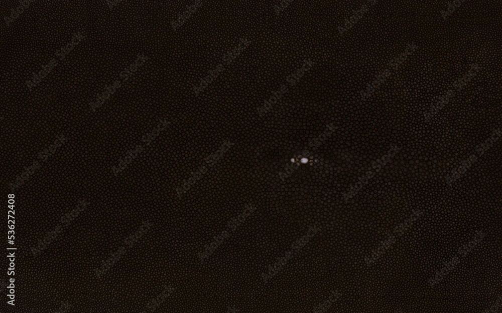 Shagreen stingray skin texture seamless high resolution Stock Photo ...