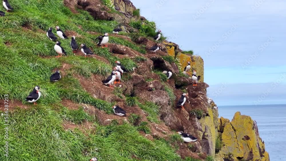 Atlantic puffin colonies on the cliffs along the famous Reynisfjara ...