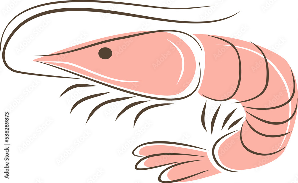 shrimp line sketch. Png with transparent background Stock Illustration ...