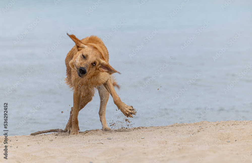 A funny, adorable, young, Red fox lab, Golden Retriever mix, shaking ...