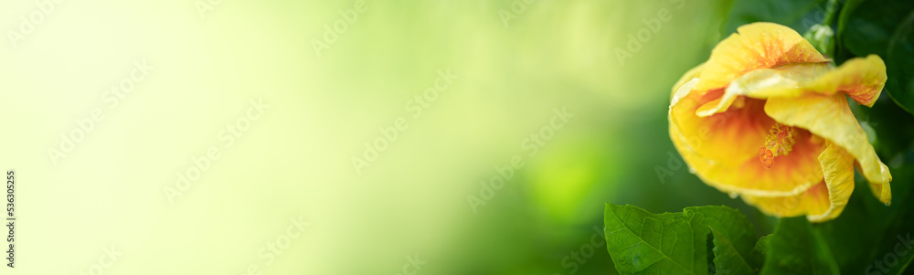 Nature of flower in garden using as cover page background natural flora ...