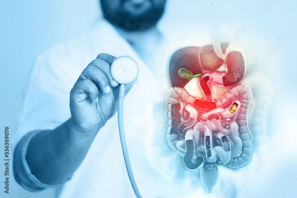 Doctor check and diagnose the human digestive system on medical ...