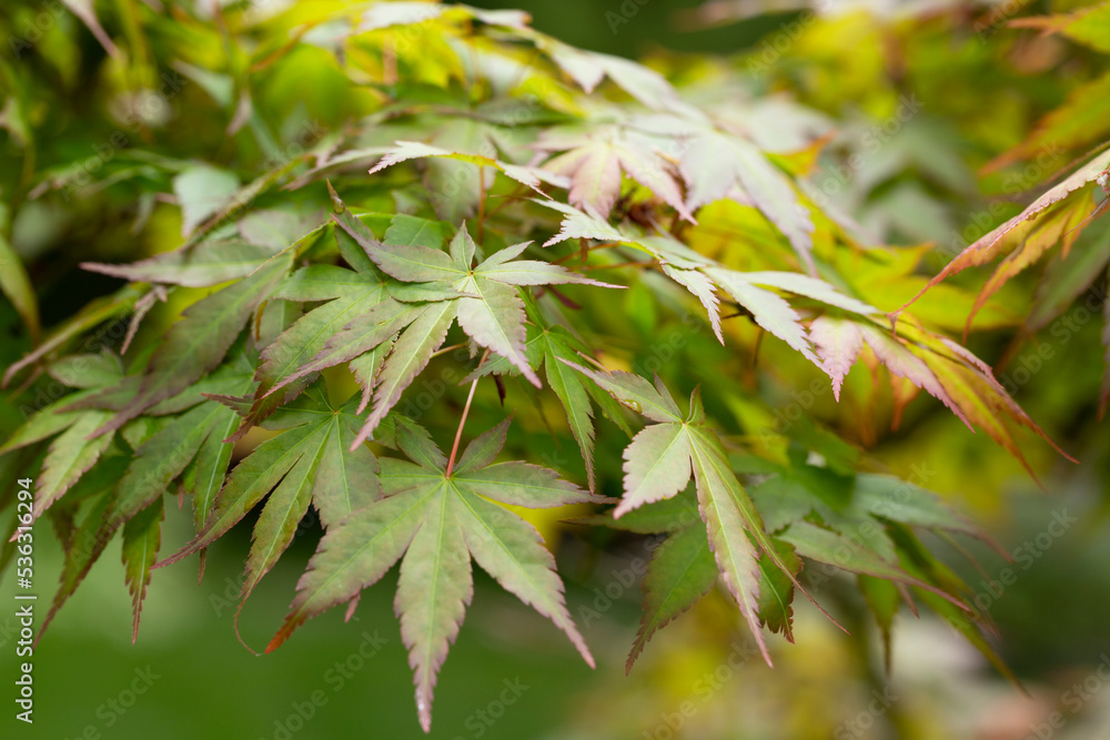Seiryu Japanese Maple - Latin name - Acer palmatum Seiryu Stock Photo ...