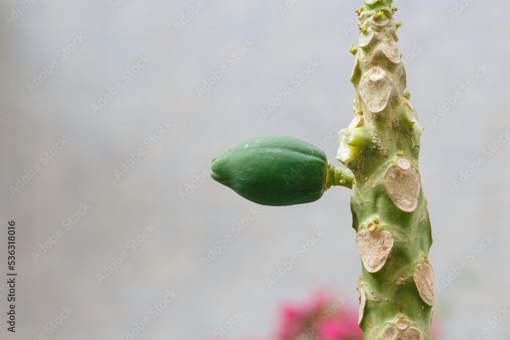 small papaya fruit in a papaya tree in Rio de Janeiro, Brazil. Stock ...