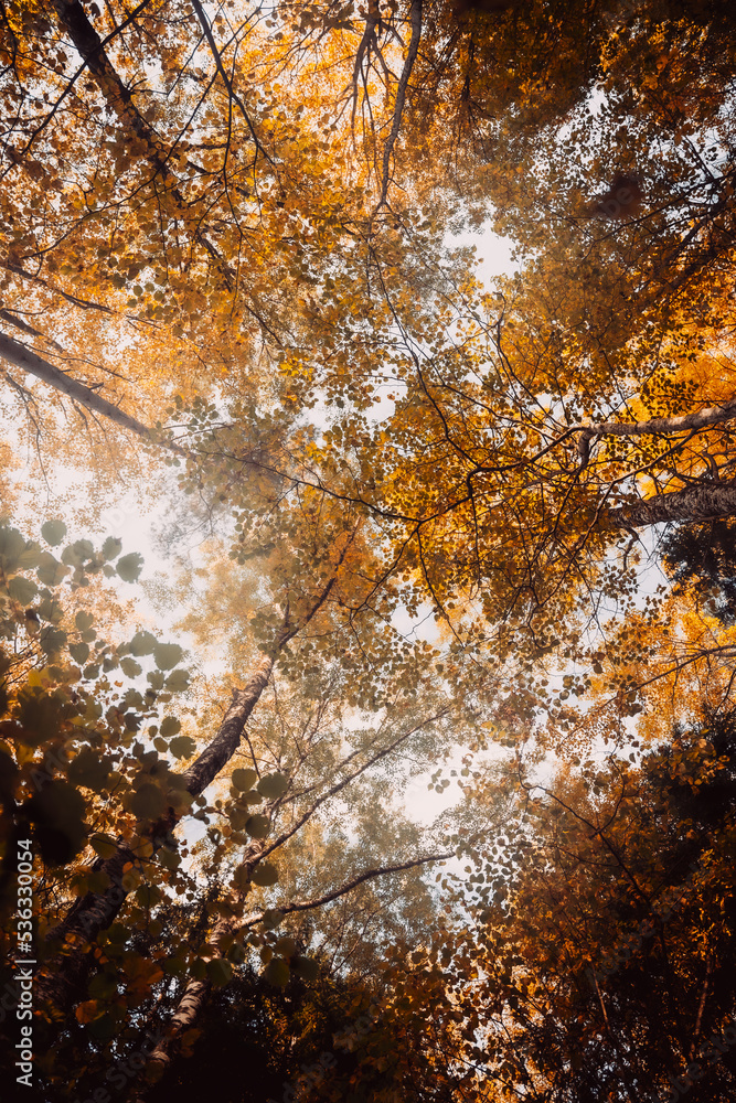 Aesthetic fall background with trees Stock Photo | Adobe Stock