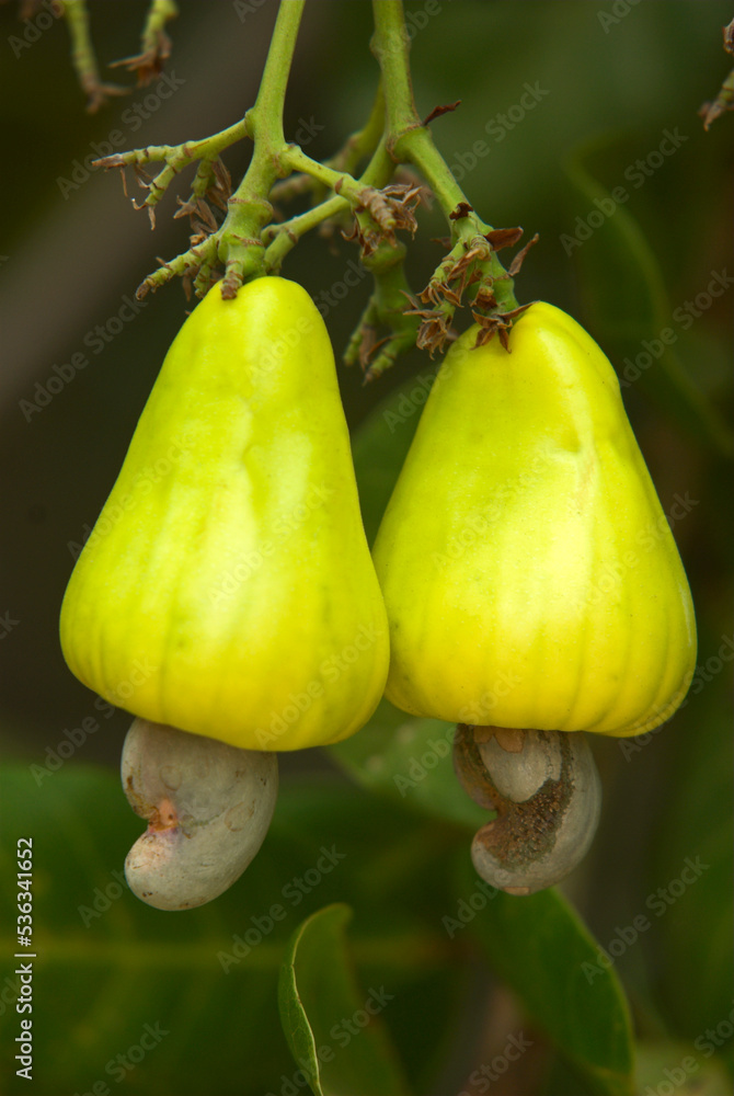 Noix de cajou, Anacardier, Anacardium occidentale Stock Photo | Adobe Stock
