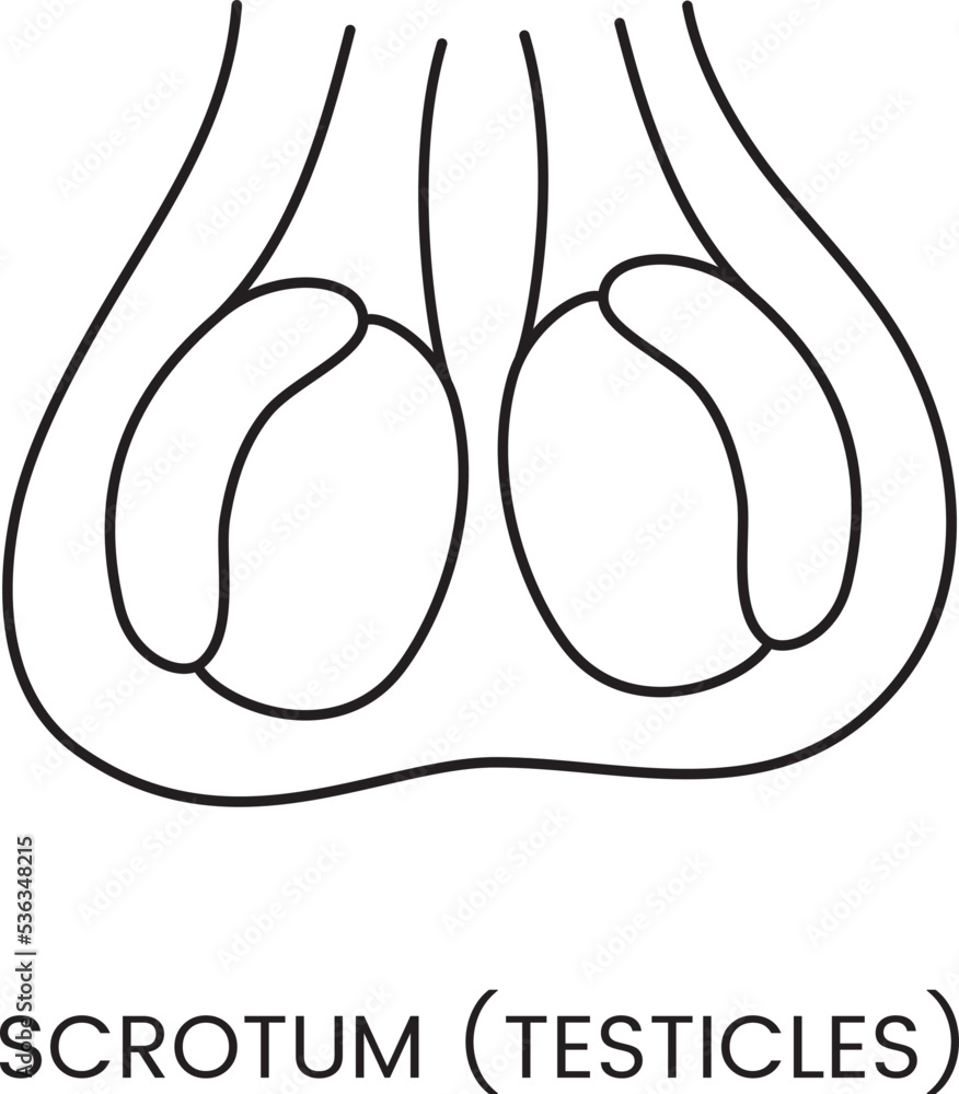 Human scrotum is a linear icon in vector, an illustration of a man's ...