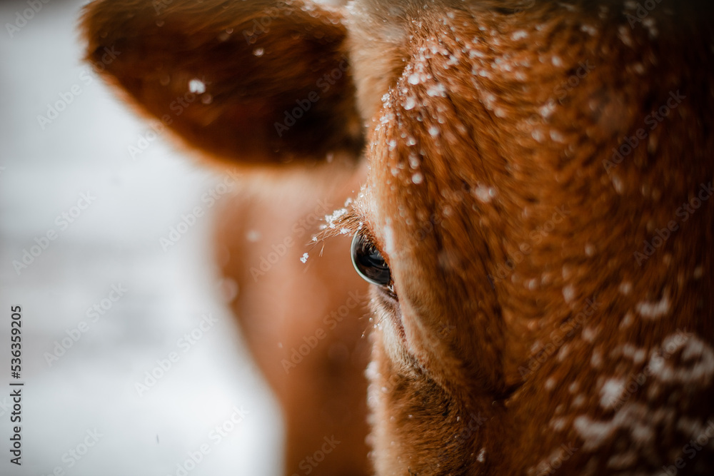Cow Eyelashes
