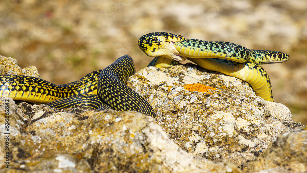 Zwei Nattern ineinander verbissen auf einer Felsenmauer in Nora auf ...