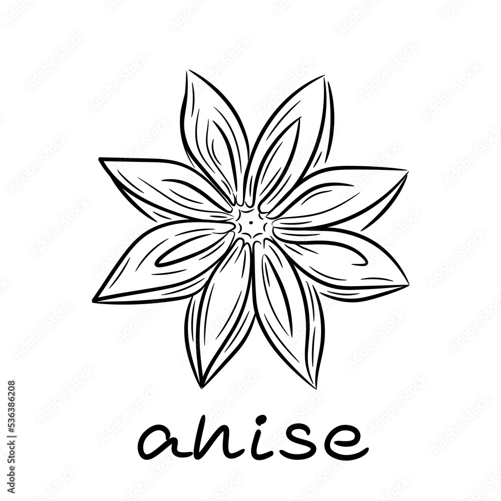 Anise star hand drawn. Anise in doodle and sketch style. Single element ...