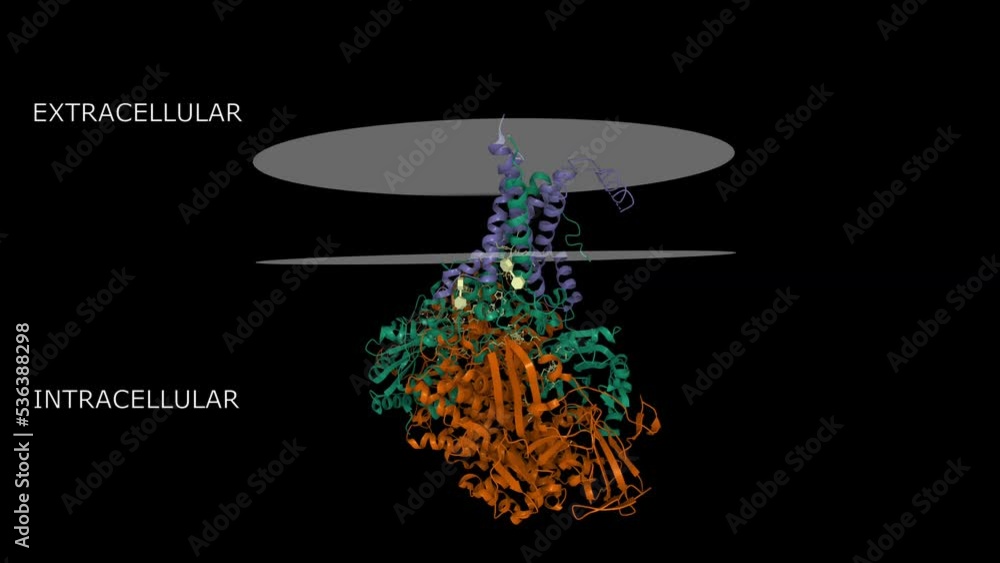 Structure of E. coli hydrogenase-1 in complex with cytochrome b ...