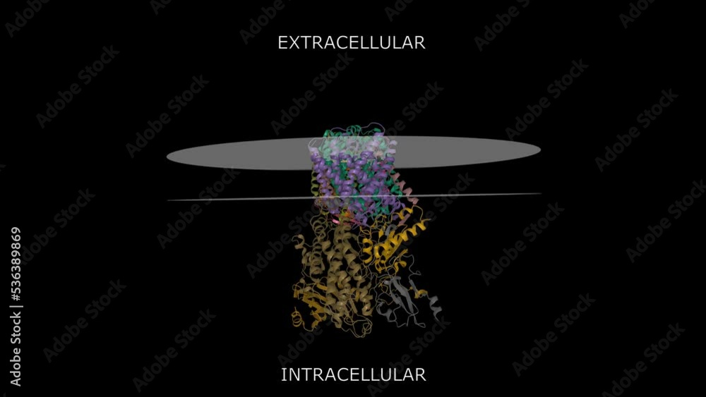 Cryo-EM structure of a respiratory membrane-bound hydrogenase from ...
