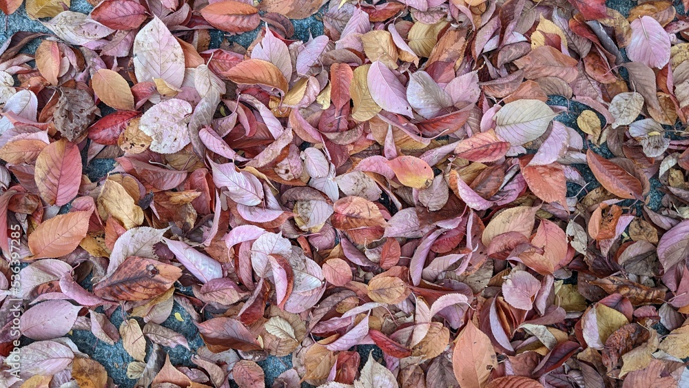 pink autumn leaves texture Stock 写真 | Adobe Stock