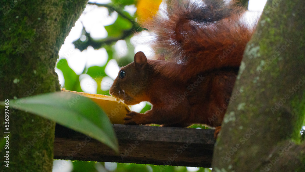 Foto de Se llama ardilla (en paleohispánico: harda ‘sin h y en diminutivo’) a ciertas especies ...