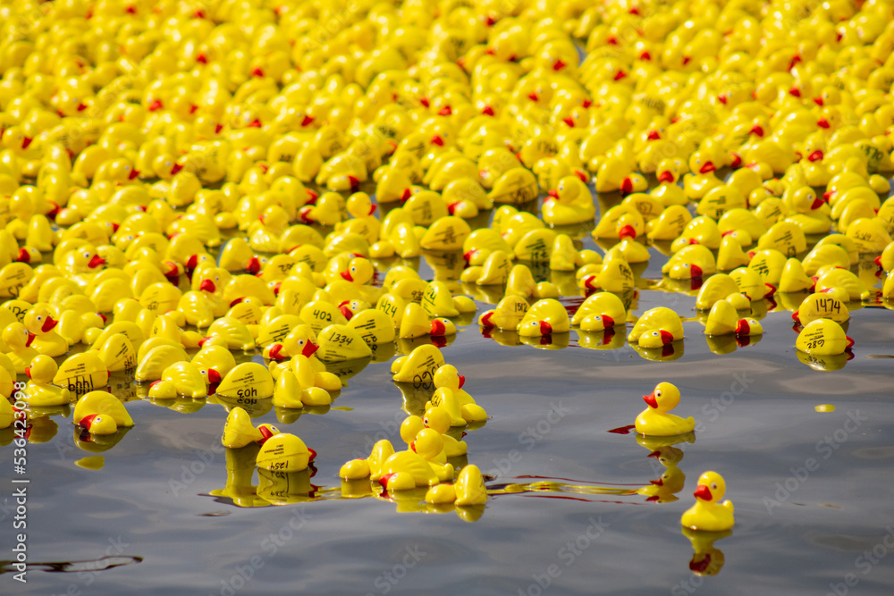 Rubber Duck Derby Race Stock Photo | Adobe Stock