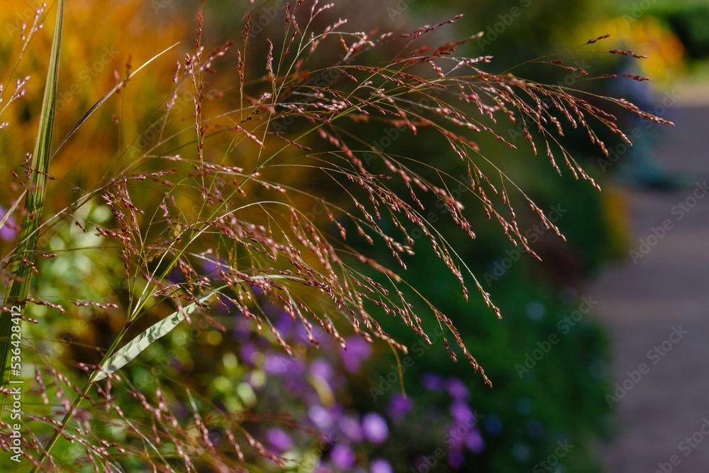 Switchgrass millet, Wand millet , or broom millet, or vine millet ( lat ...