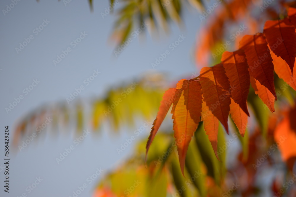 bright red yellow sumac leaves background of leaves bright autumn ...