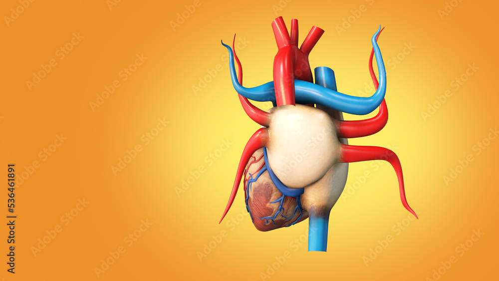 The medical structure of the human heart 3d illustration Stock ...