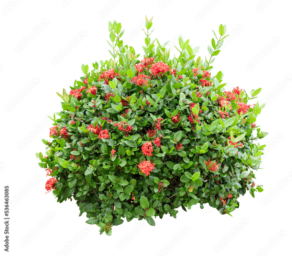 Tropical plant flower bush shrub tree isolated on white background with ...
