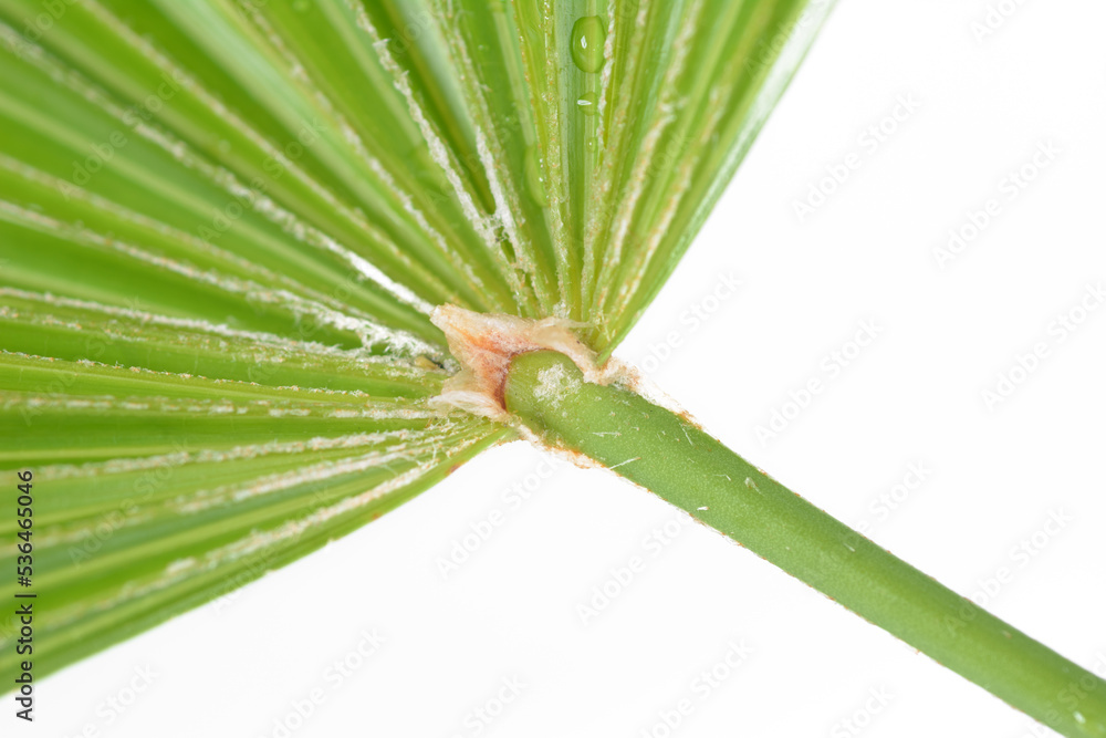 Rhapis excelsa known as broadleaf lady palm or bamboo palm fresh green ...