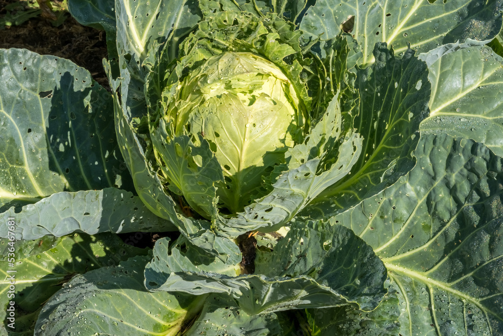 Foto de Growing cabage head with rain water drops and cabbage leaves ...