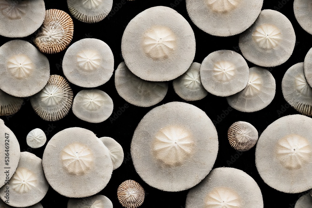 Sea Shells and Sand Seamless Texture Pattern Tiled Repeatable ...