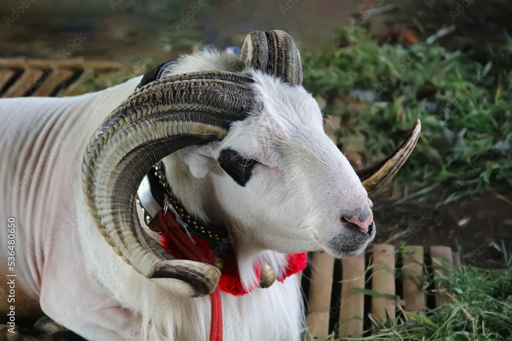 The Beautiful Goat for animal contests, a traditional art performed in ...