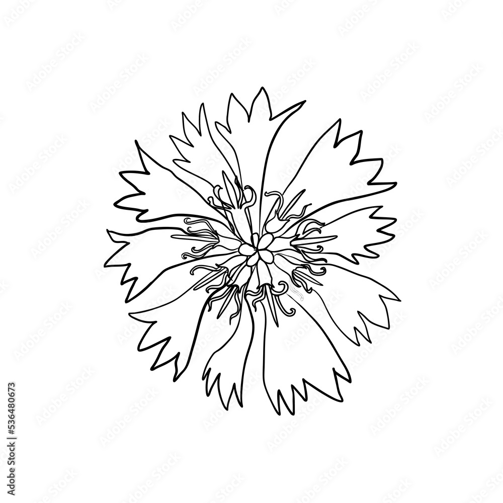 Decorative Cornflower knapweed vector hand drawn illustration isolated ...